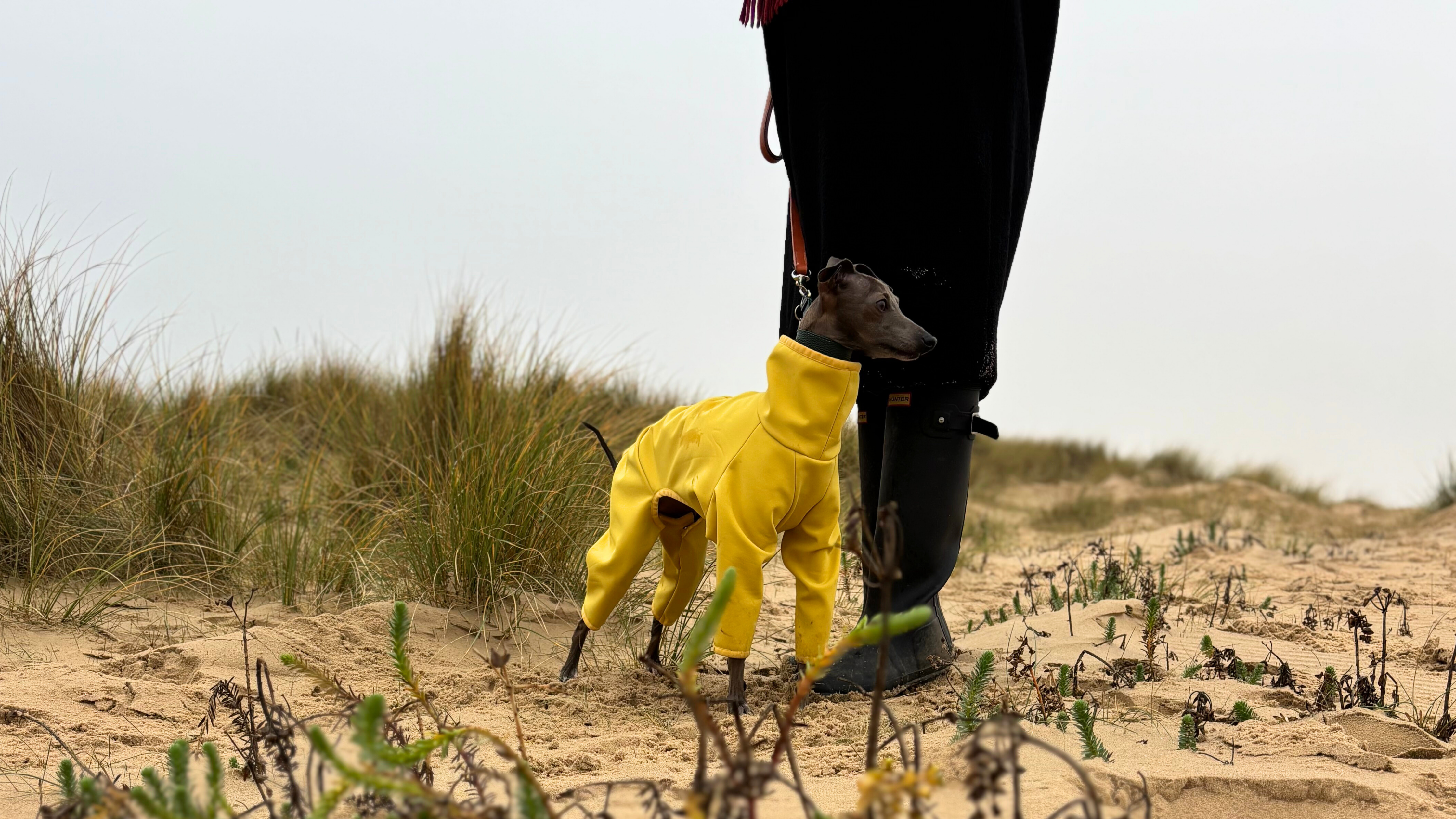 How to dress your Italian Greyhound with ease - 5 tips for less stress ...